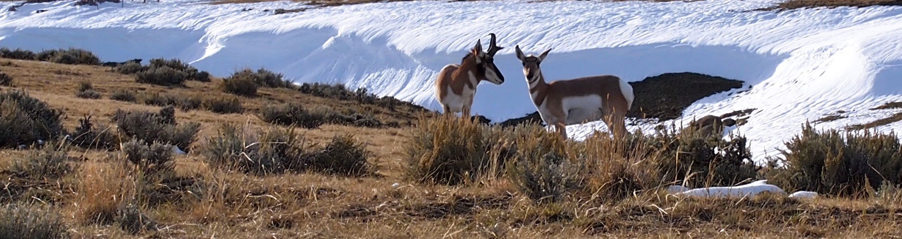 Ask The Guides: 4 Tips for an Antelope Hunt | Guidefitter