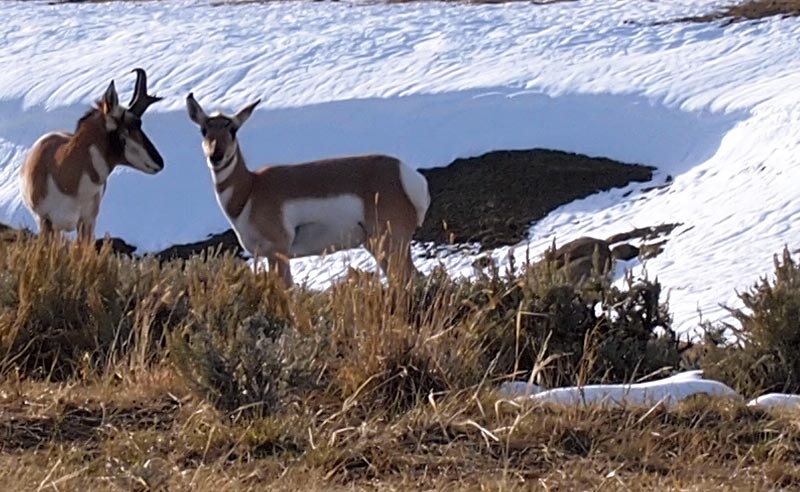 Ask The Guides: 4 Tips for an Antelope Hunt - News And Advice | Guidefitter