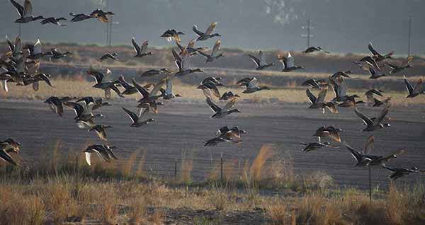 Plan Your Next Waterfowl Hunt - News And Advice | Guidefitter