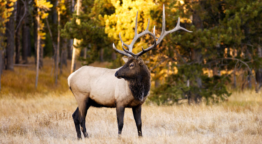 Conservation Update from Elk Country | Guidefitter