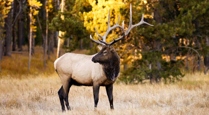 Conservation Update from Elk Country - News And Advice | Guidefitter