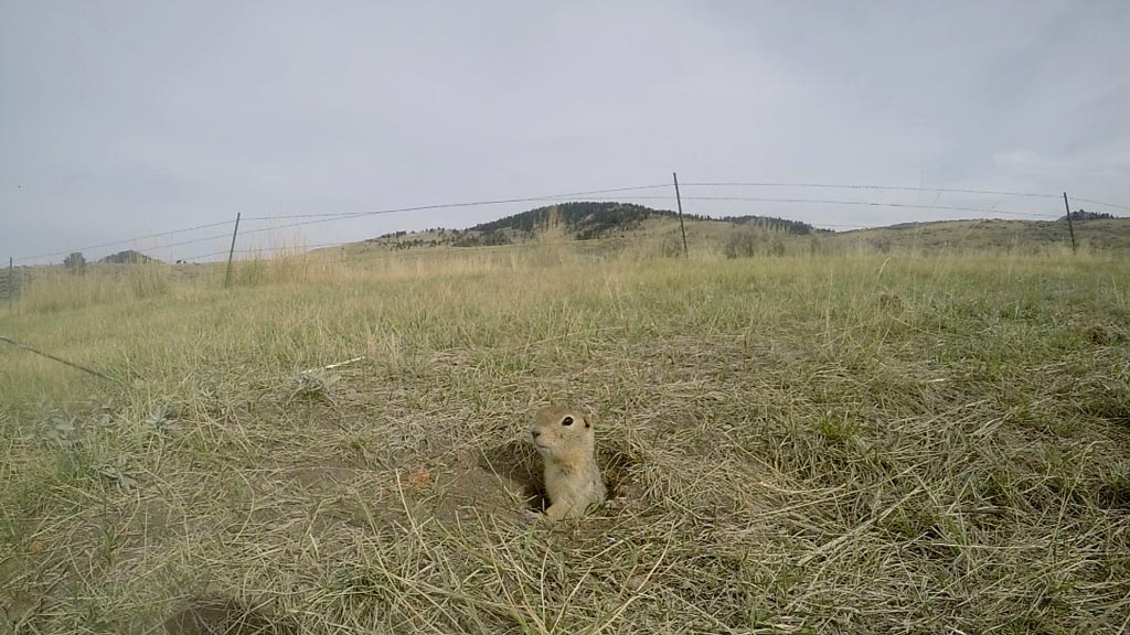 World's Best Gopher Guide And His Bowhunter - Videos | Guidefitter