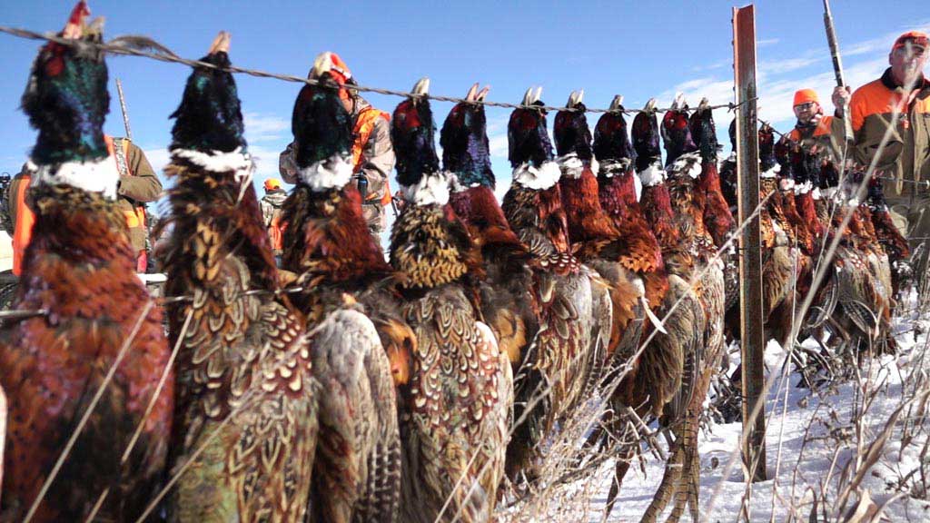South Dakota Wild Bird Hunting - Videos | Guidefitter