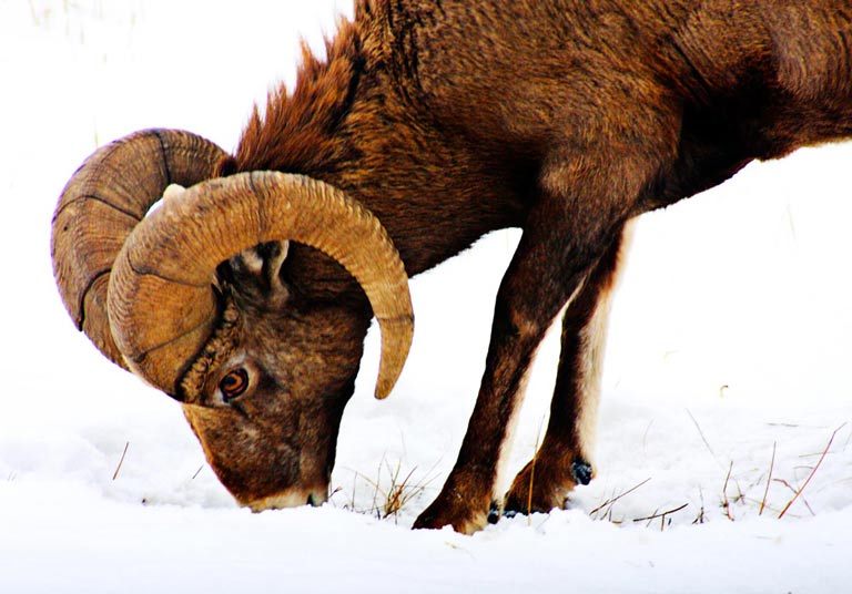 Two Men Charged In Oregon Sheep Poaching Incident - News... | Guidefitter