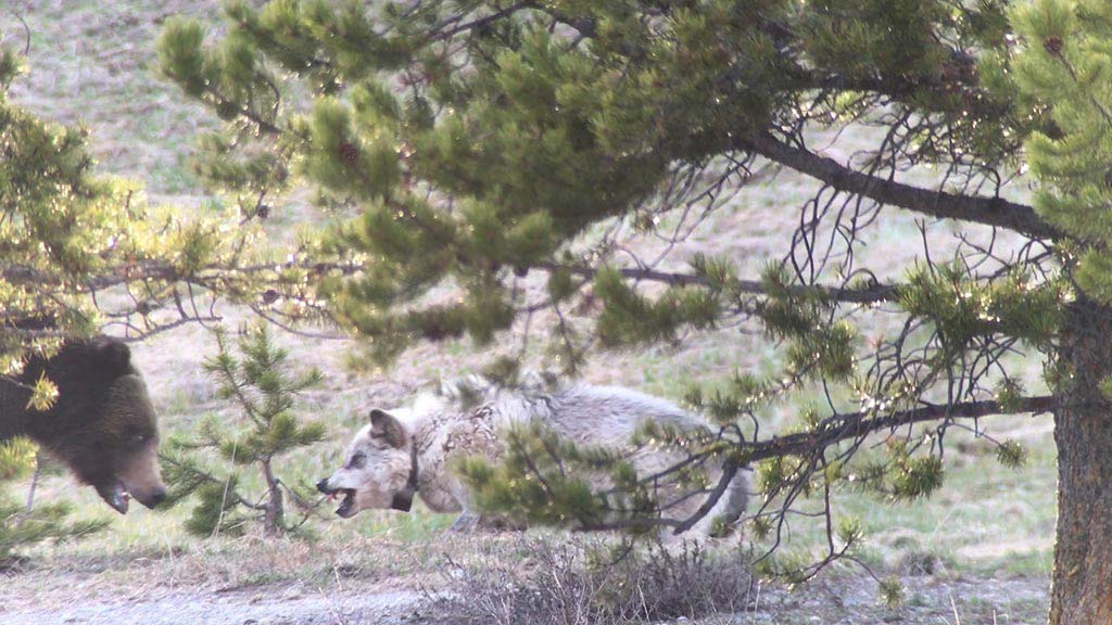 Grizzly Vs. Collared Wolf Fight In Yellowstone - Videos | Guidefitter