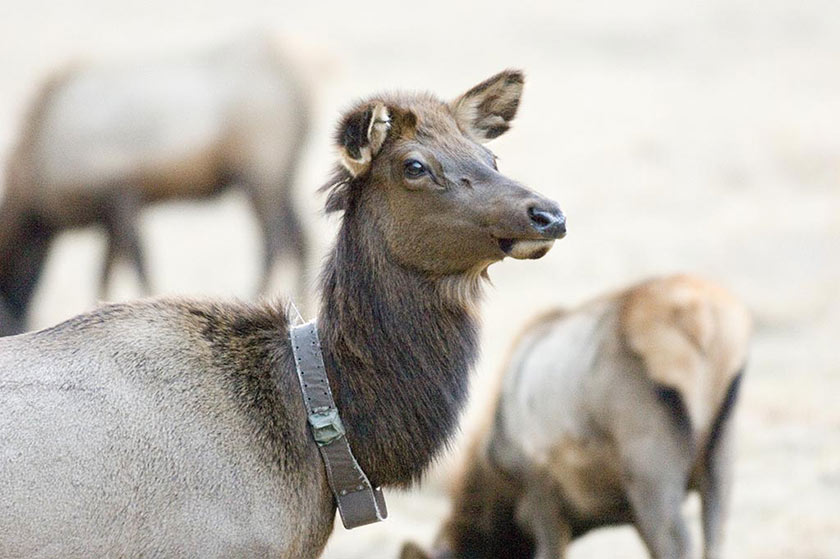 Getting Insight From Local Wildlife Biologists - News An... | Guidefitter