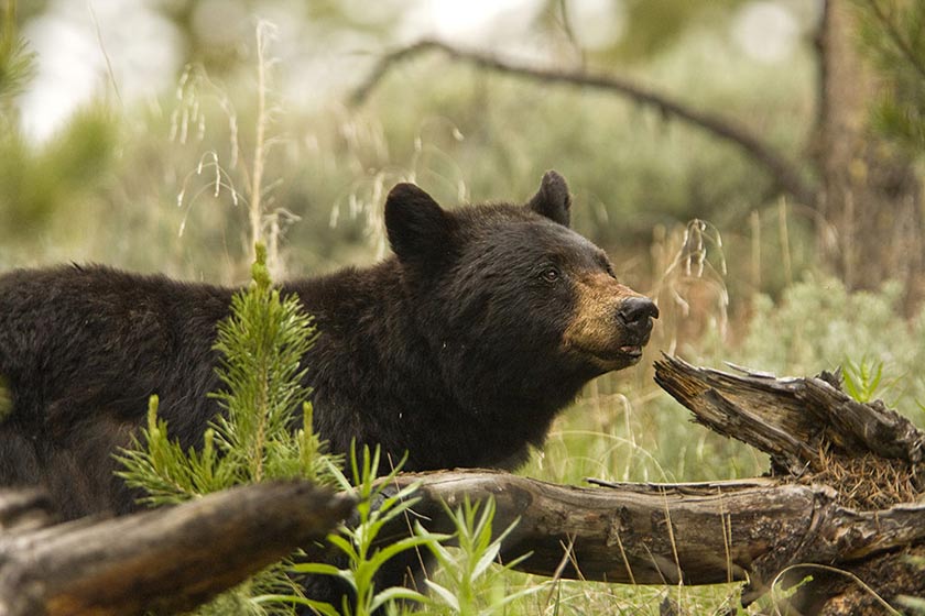 Western Bear Hunts: Getting Your Client a Shot - News An... | Guidefitter