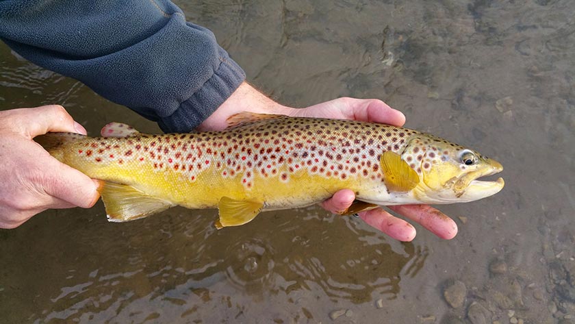 Fall Fly Fishing Guide - News And Advice | Guidefitter