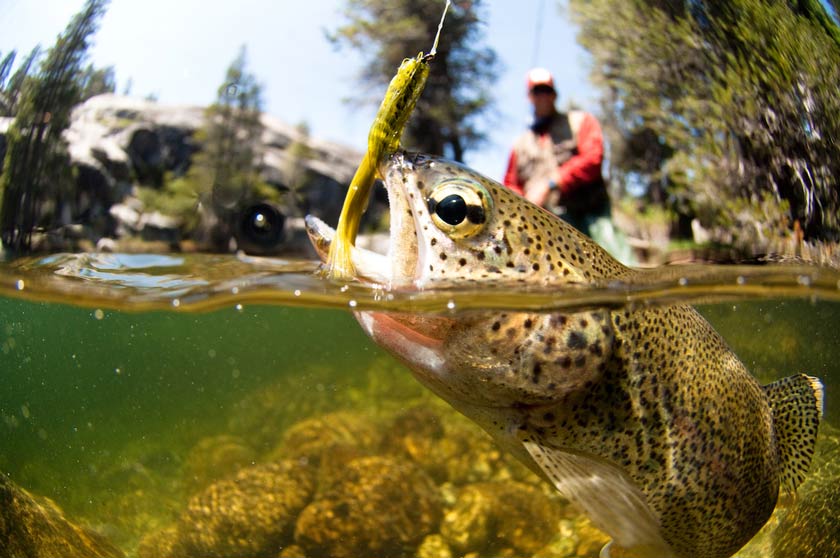 Guide Logic: 3 Tips to Catch Bigger Trout - News And Advice | Guidefitter