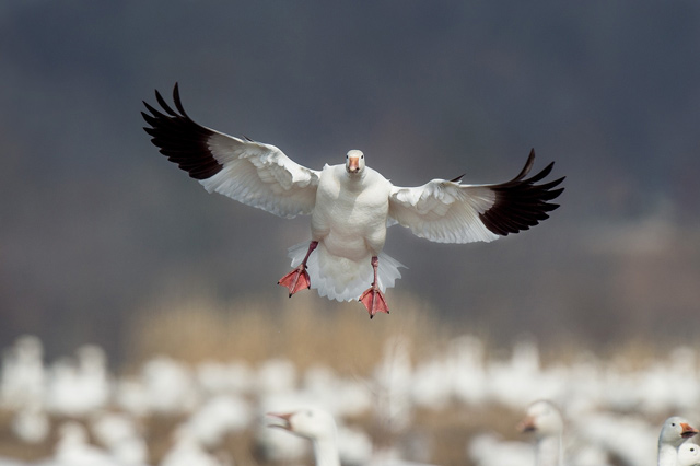 The Story Behind the Light Goose Conservation Order - Ne... | Guidefitter
